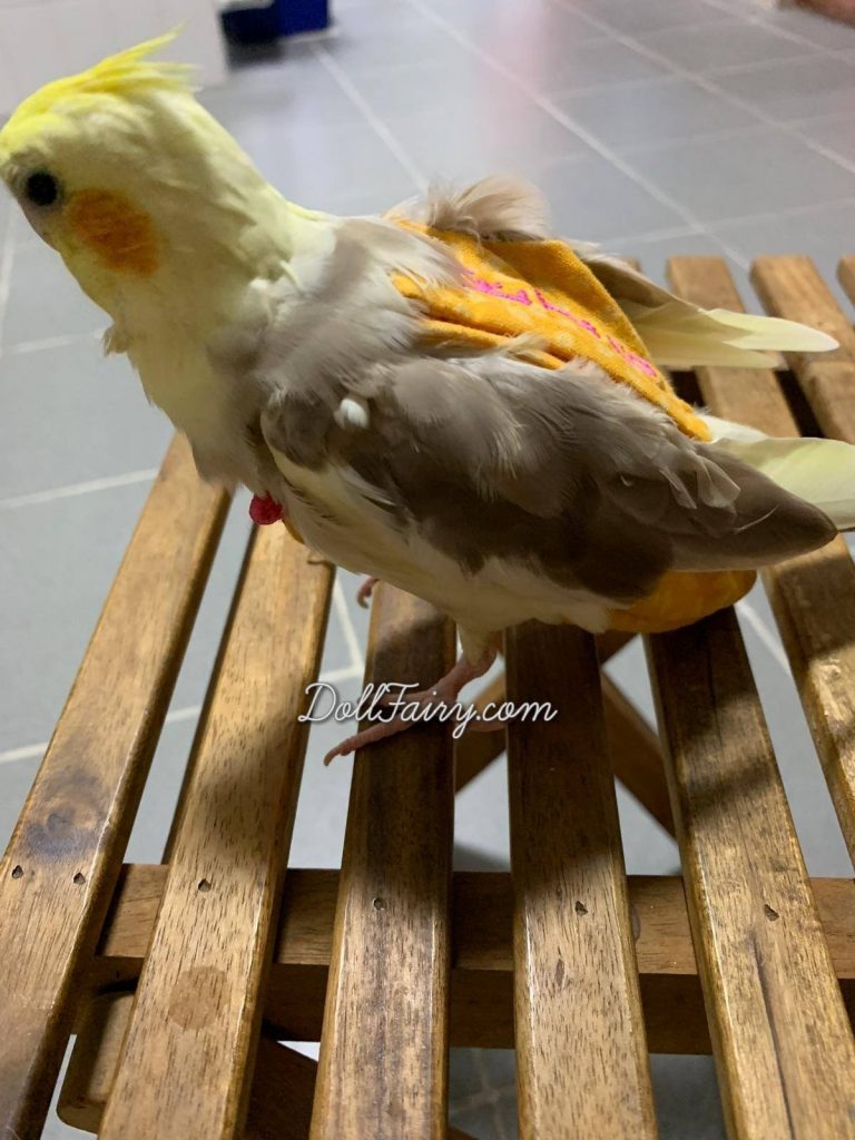 Fig Cockatiel Bird Diaper Flight Suit – DollFairy