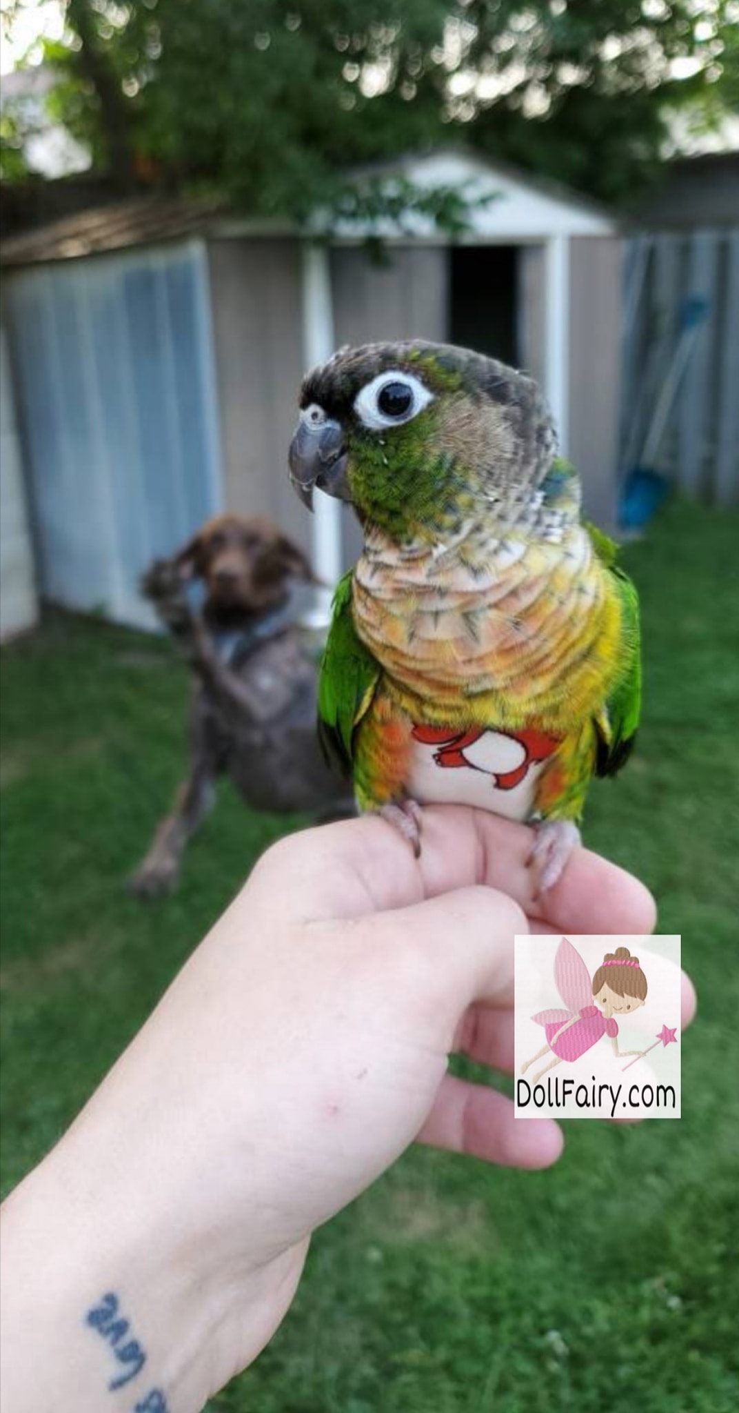 Birch Green Cheek Conure Bird Diaper Flight Suit – DollFairy