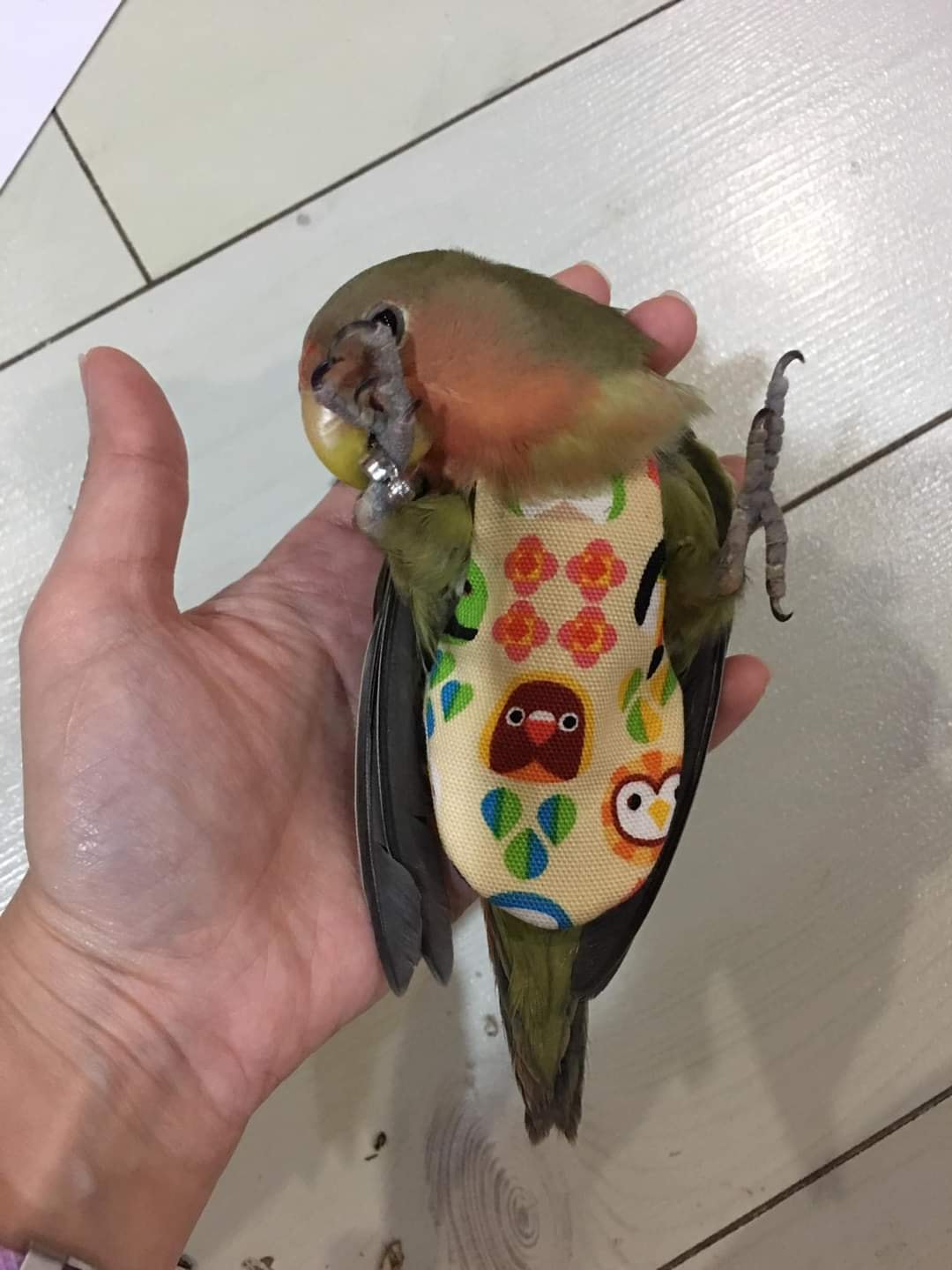 Lovebird Bird Diaper - DollFairy